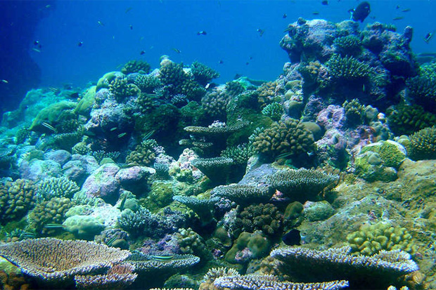 Ocean Acidification Greatly Affects Marine Ecosystem | Environmental ...