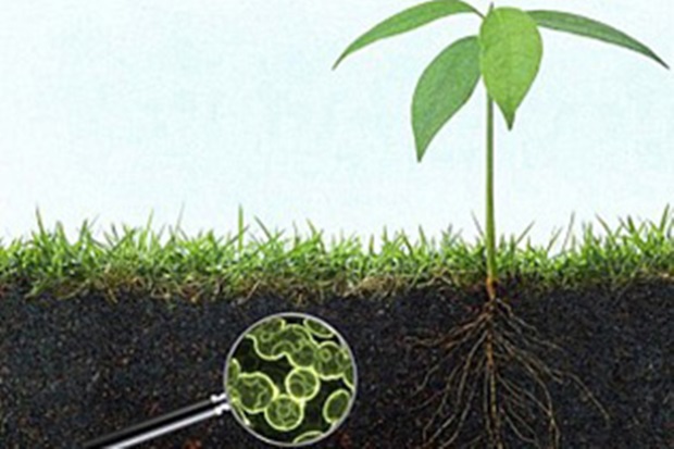Revolutionary Soil Microbial Research Technique | Environmental ...